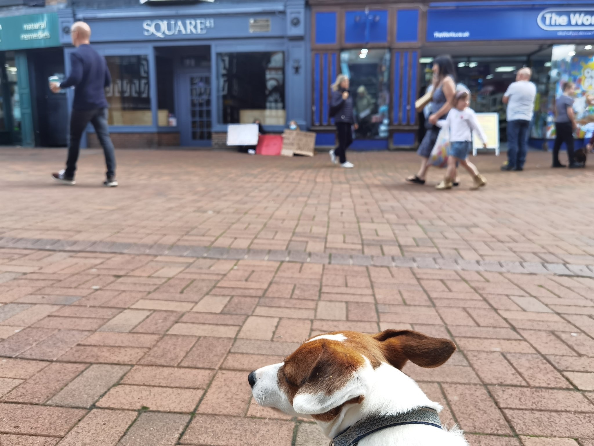 Demonstrative Dog | smallthunderdog